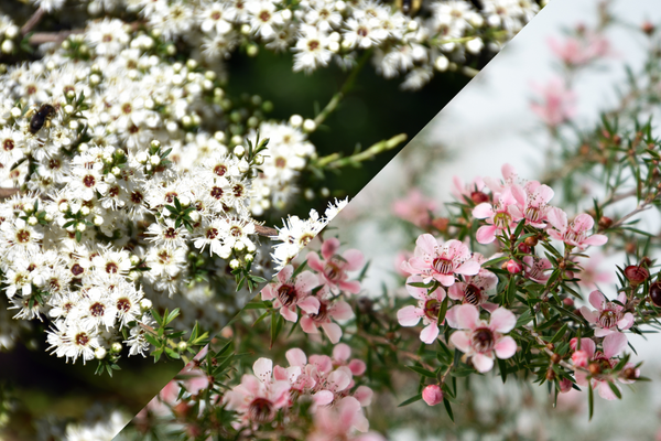 Manuka Flower: Benefits, Uses and Facts